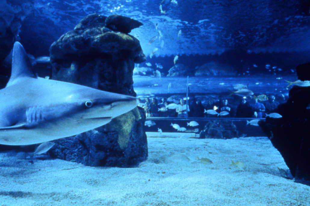 UnderWater World Guam – InstaGuam Ph